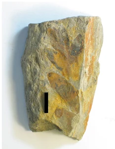 Clase Pteridospermopsida | Wiki Paleobotánica 2021 | Fandom