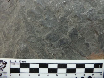 Clase Pteridospermopsida | Wiki Paleobotánica 2021 | Fandom