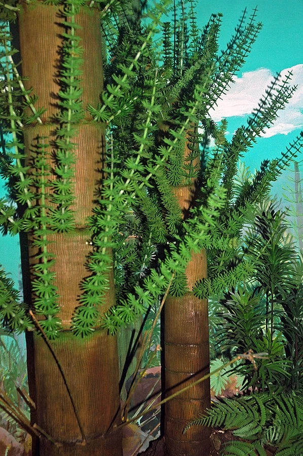 Sphenopsida (= Equisetopsida) | Wiki Paleobotánica 2021 | Fandom