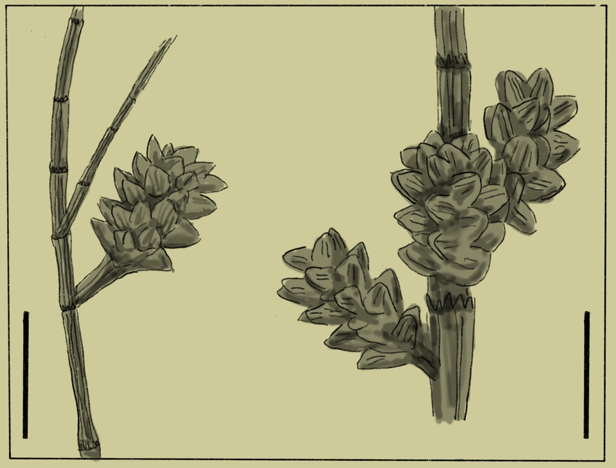 Angiospermas | Wiki Paleobotánica 2021 | Fandom