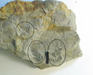 Clase Pteridospermopsida | Wiki Paleobotánica 2021 | Fandom