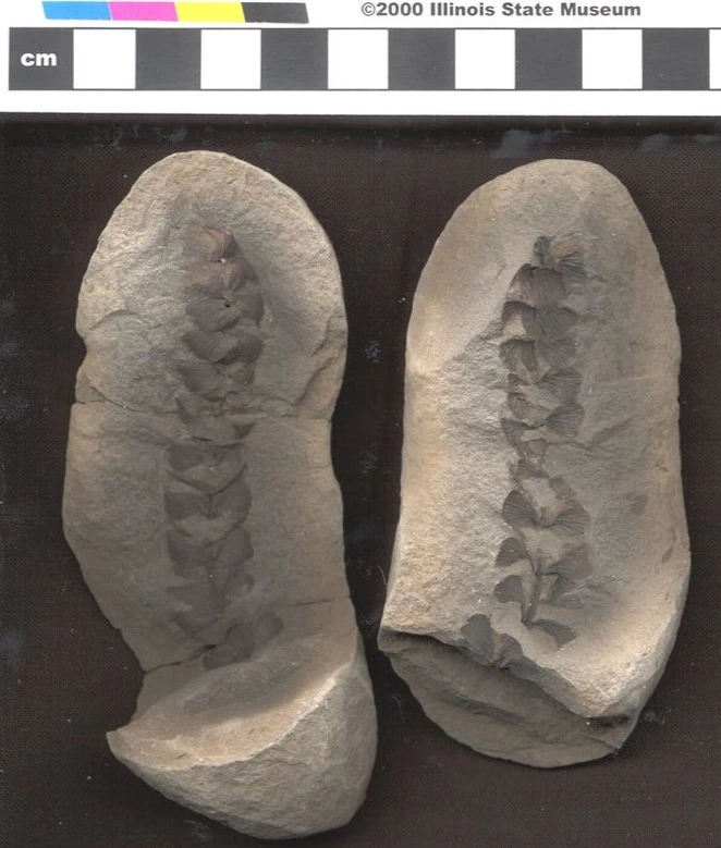 Sphenophyllum | Wiki Paleobotánica 2021 | Fandom