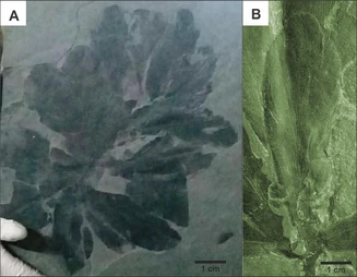 Carbonífero-Pérmico del Bajo de Veliz, San Luis | Wiki Paleobotánica ...