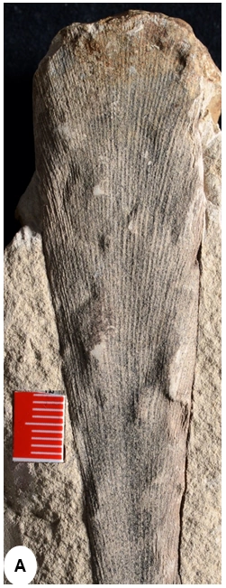 Gangamospteris | Wiki Paleobotánica 2021 | Fandom