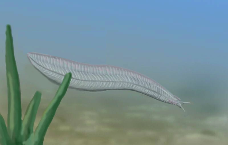 Pikaia | Paleontologia Wiki | Fandom