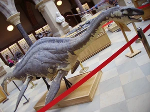 Plesiosaur | Paleontology Wiki | Fandom