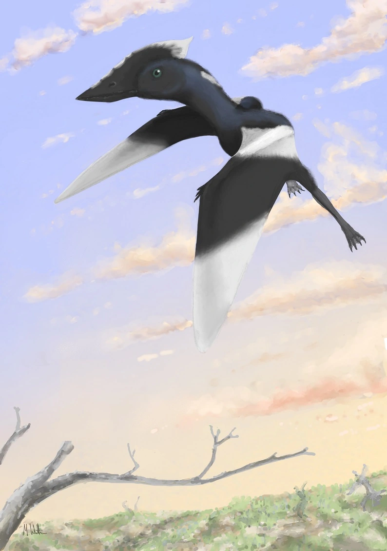 Vectidraco | Paleontology Wiki | Fandom