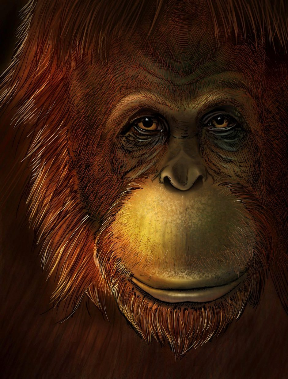 Gigantopithecus | Paleontology Wiki | Fandom Gigantopithecus | Paleontology Wiki | Fandom