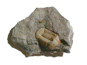 Devonian | Paleontology Wiki | Fandom