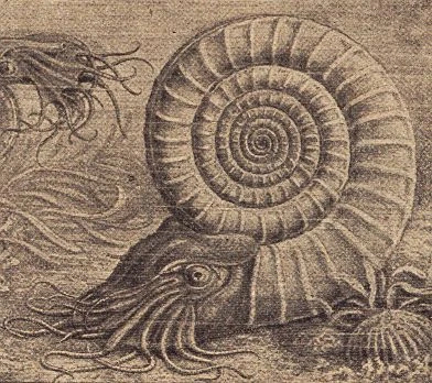 Ammonoid | Paleontology Wiki | Fandom