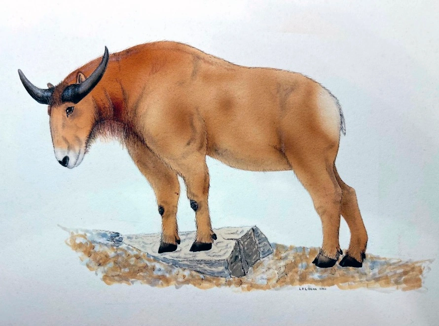Speleotherium | Paleontology Wiki | Fandom