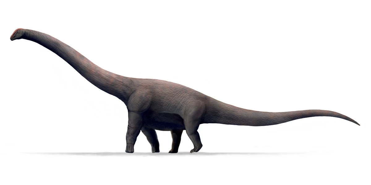 Bruhathkayosaurus | Paleontology Wiki | Fandom