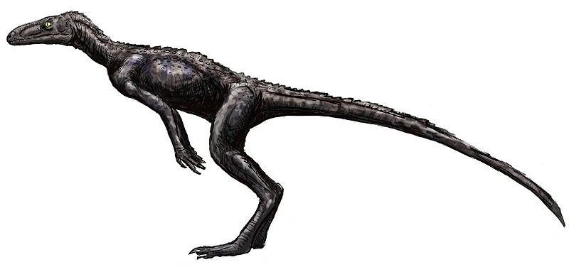 Marasuchus | Paleontology Wiki | Fandom