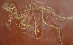 Heterodontosauridae | Paleontology Wiki | Fandom