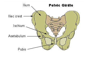 Acetabulum Anatomy