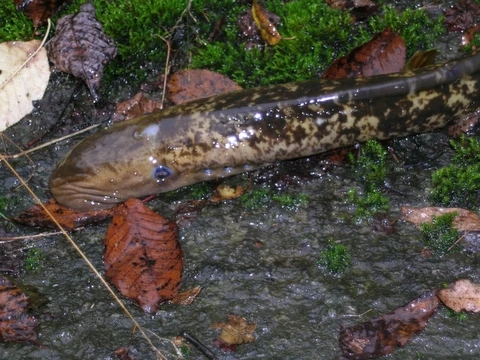 Lamprey Internal Anatomy