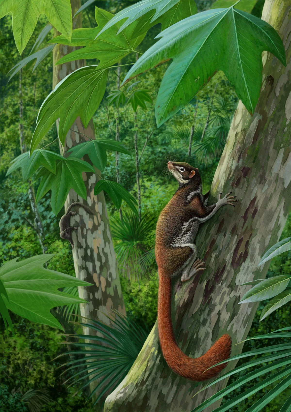 Mixodectes | Paleontology Wiki | Fandom