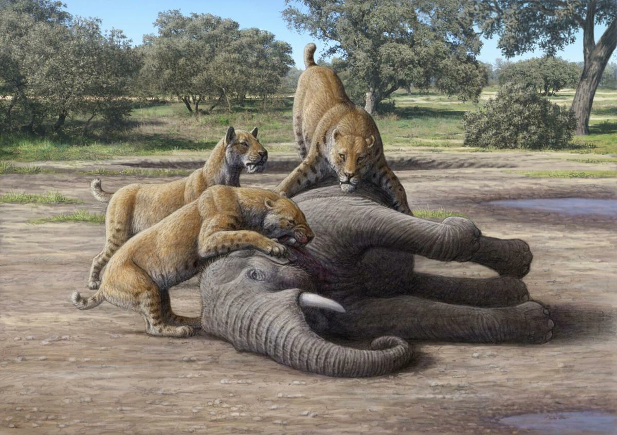 Homotherium | Paleontology Wiki | Fandom