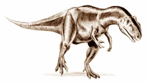 Allosaurus | Paleontology Wiki | Fandom