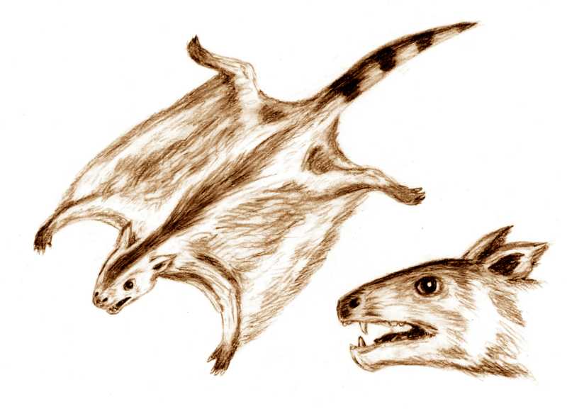 Volaticotheria | Paleontology Wiki | Fandom