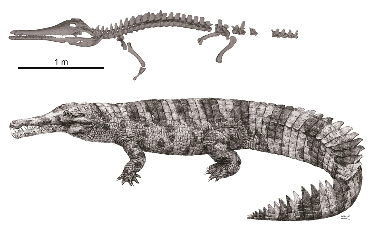 Hanyusuchus | Paleontology Wiki | Fandom