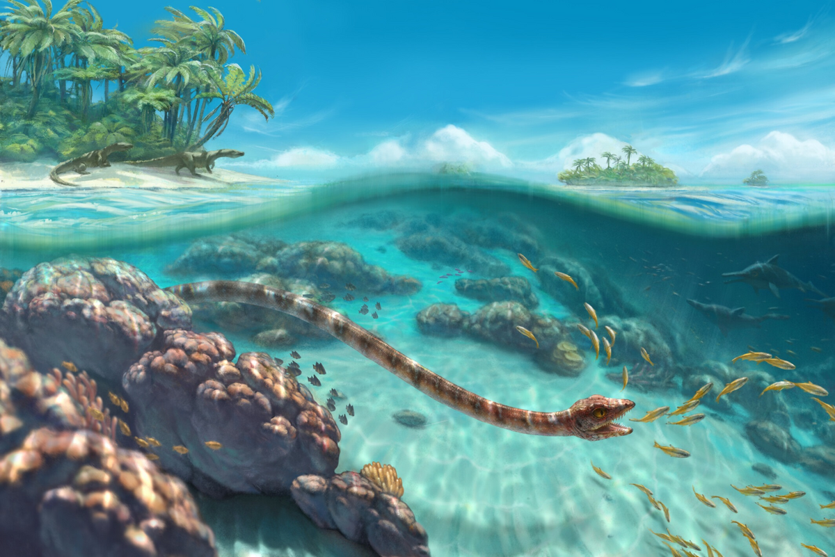 Gracilicollum Paleontology Wiki Fandom