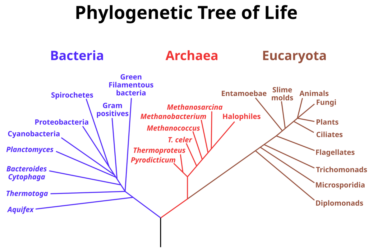Three Domain Classification