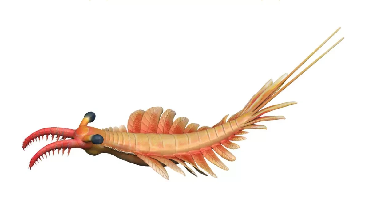 Innovatiocaris | Paleontology Wiki | Fandom