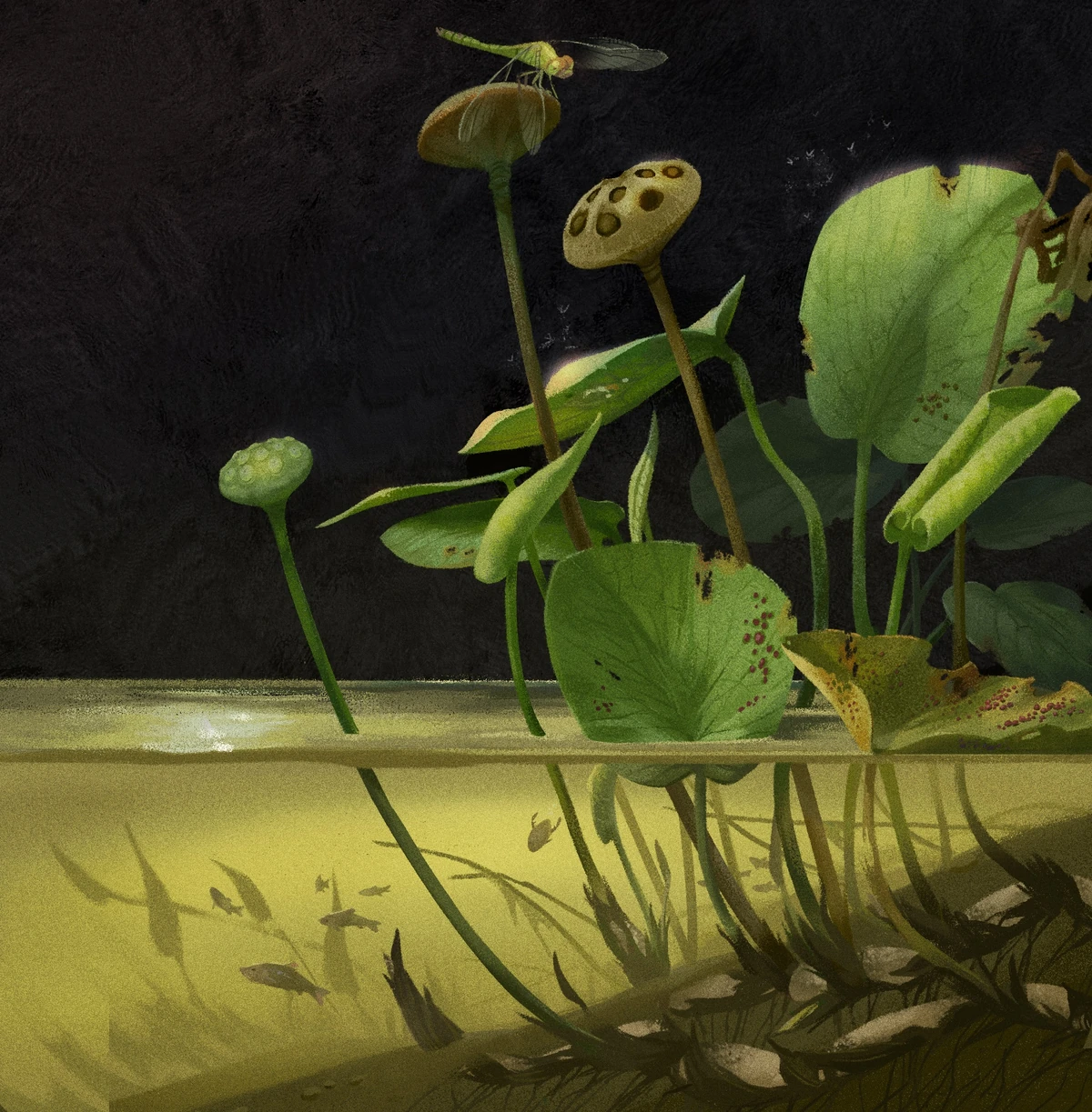 Notocyamus | Paleontology Wiki | Fandom