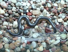 Amphibian | Paleontology Wiki | Fandom