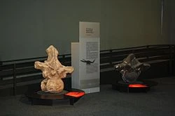 Puertasaurus | Paleontology Wiki | Fandom