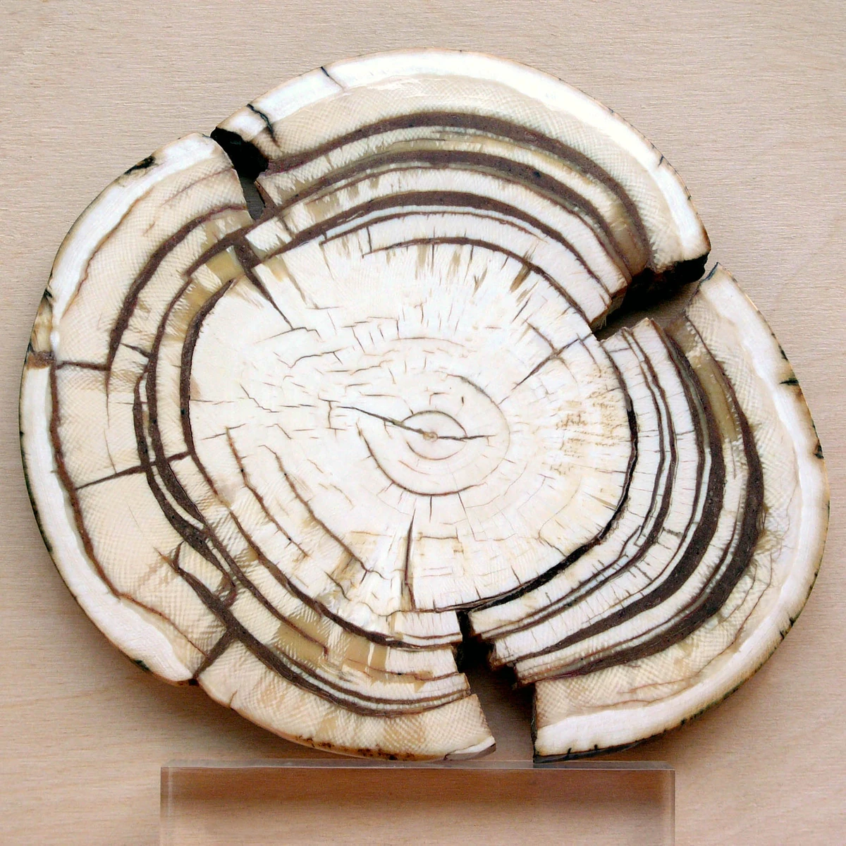 Tooth | Paleontology Wiki | Fandom