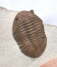 Timeline of evolution | Paleontology Wiki | Fandom
