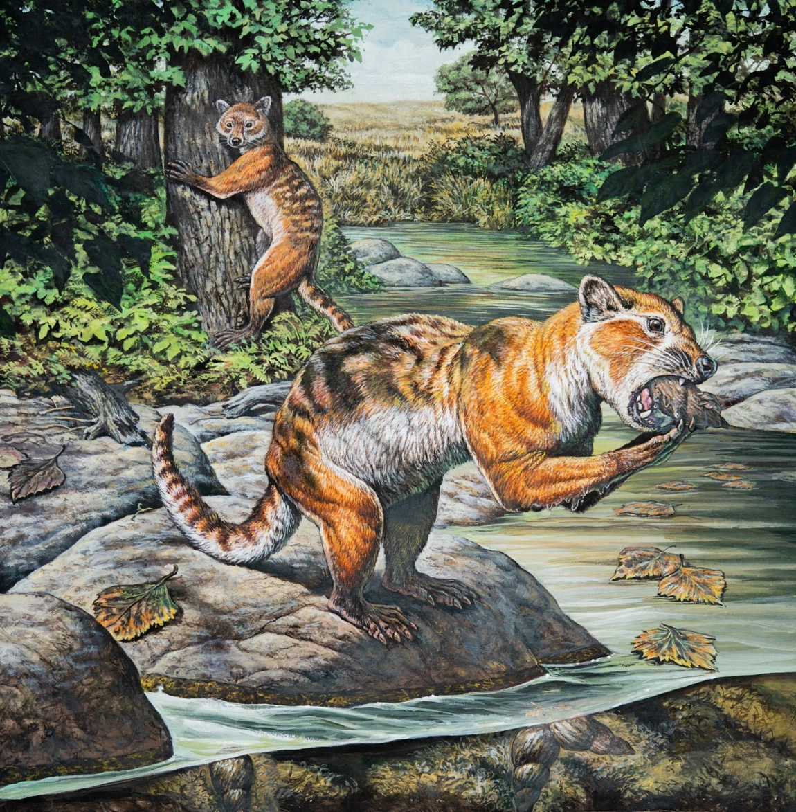 Eoarctos | Paleontology Wiki | Fandom