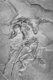 Archaeopteryx | Paleontology Wiki | Fandom