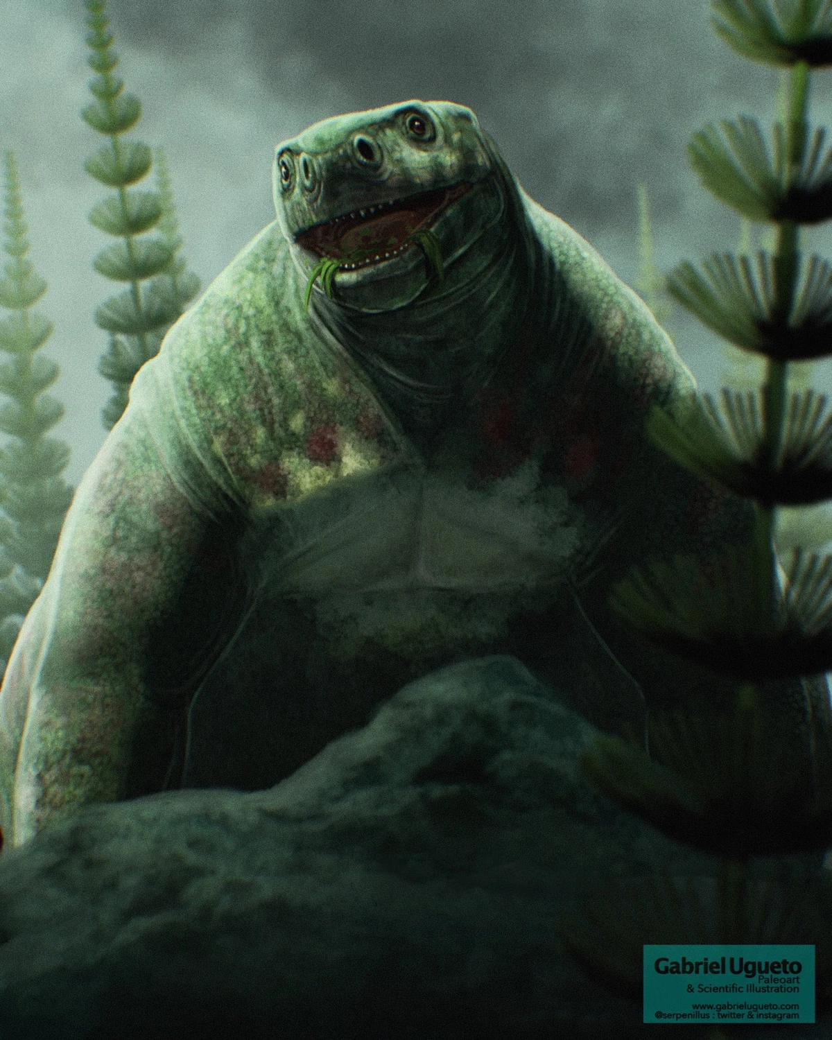 Cotylorhynchus | Paleontology Wiki | Fandom