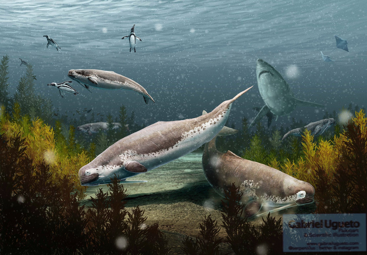 Odobenocetops | Paleontology Wiki | Fandom