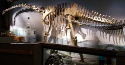 Ultrasaurus Skeleton
