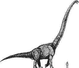 Sauroposeidon | Paleontology Wiki | Fandom