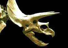 Ceratopsidae | Paleontology Wiki | Fandom