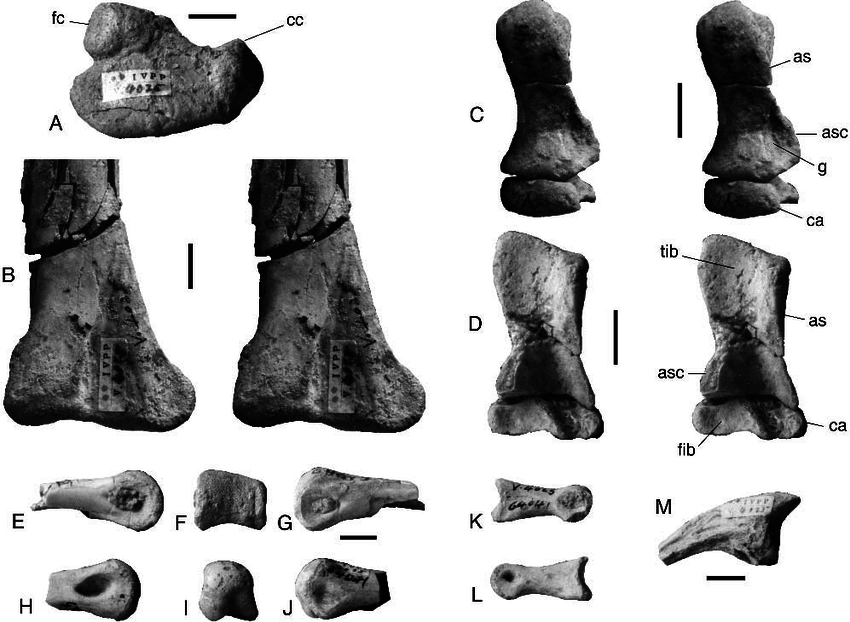 Tugulusaurus | Paleontology Wiki | Fandom