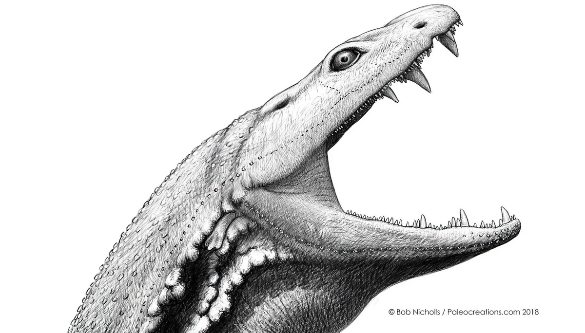 Crassigyrinus Paleontology Wiki Fandom
