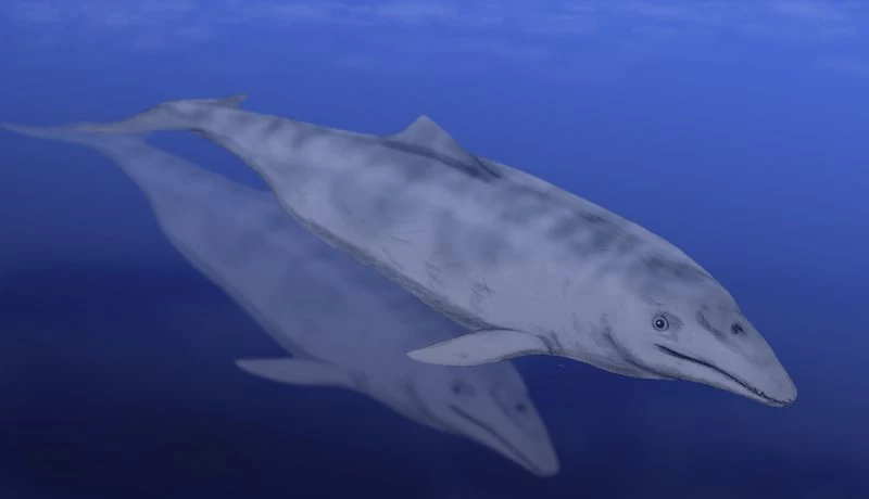 Aetiocetus | Paleopedia Wiki | Fandom