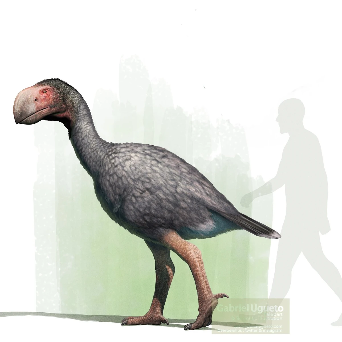 Gastornis | Paleopedia Wiki | Fandom