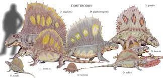 Dimetrodon | Paleopedia Wiki | Fandom