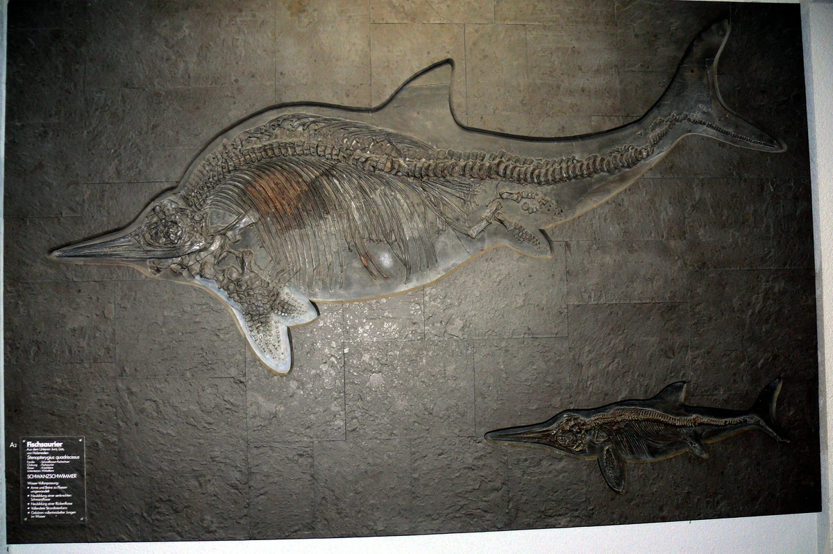 Stenopterygius | Paleopedia Wiki | Fandom