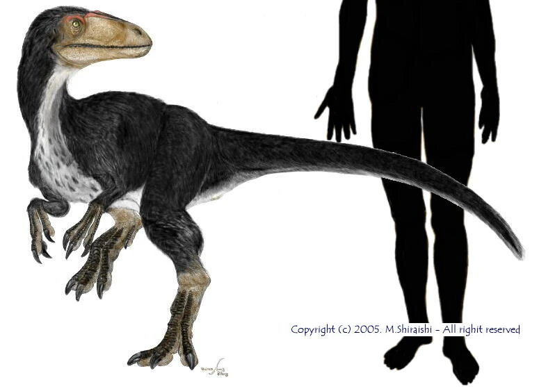 Dilong | Paleopedia Wiki | Fandom