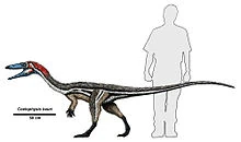 Coelophysis | PaleoZoo Wikia | Fandom