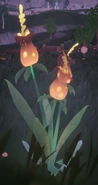 Sundrop Lily | Palia Wiki | Fandom