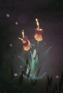 Sundrop Lily | Palia Wiki | Fandom